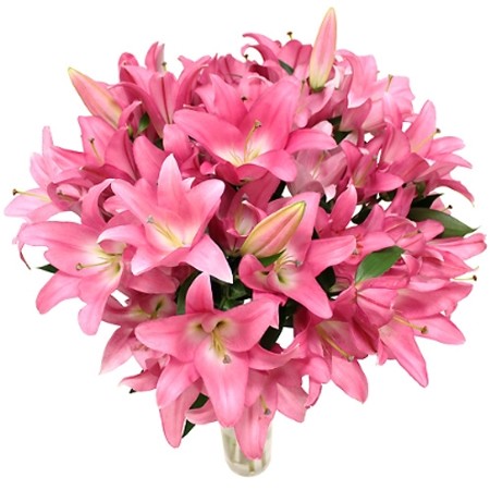 Royaume des lys | Exflora.ma